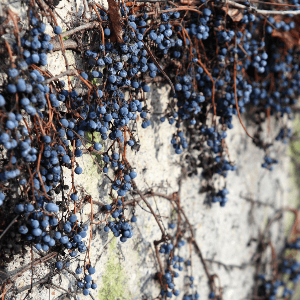 The Parable Of The Wicked Tenants: A Story Of Betrayal...